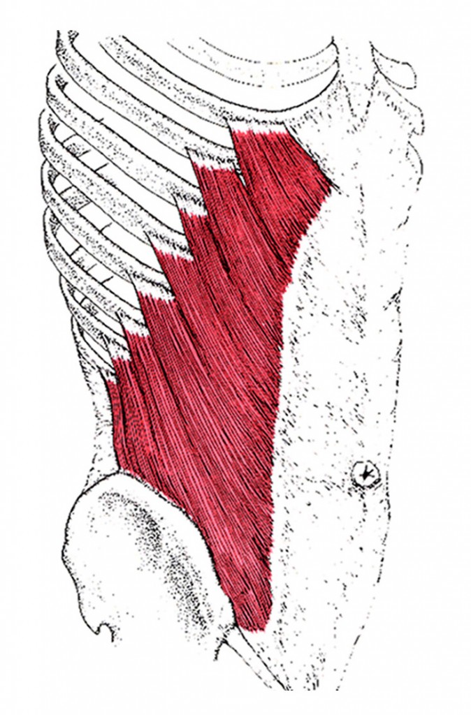 Abdominis oblique externus - lysken - zoneterapi