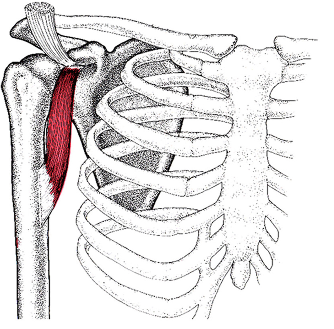 Coracobrachialis - Zone44