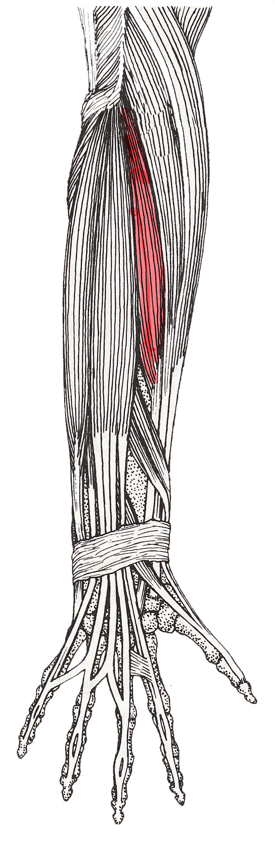 Extensor carpi radialis brevis - Zone44