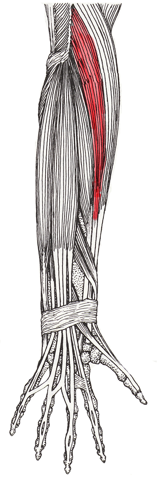 Extensor carpi radialis_longus - Zone44