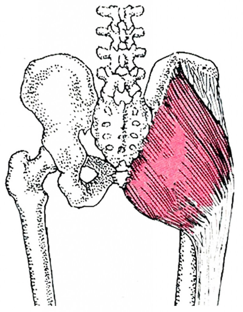 Gluteus maximus - hofte - balle - haleben - zoneterapi