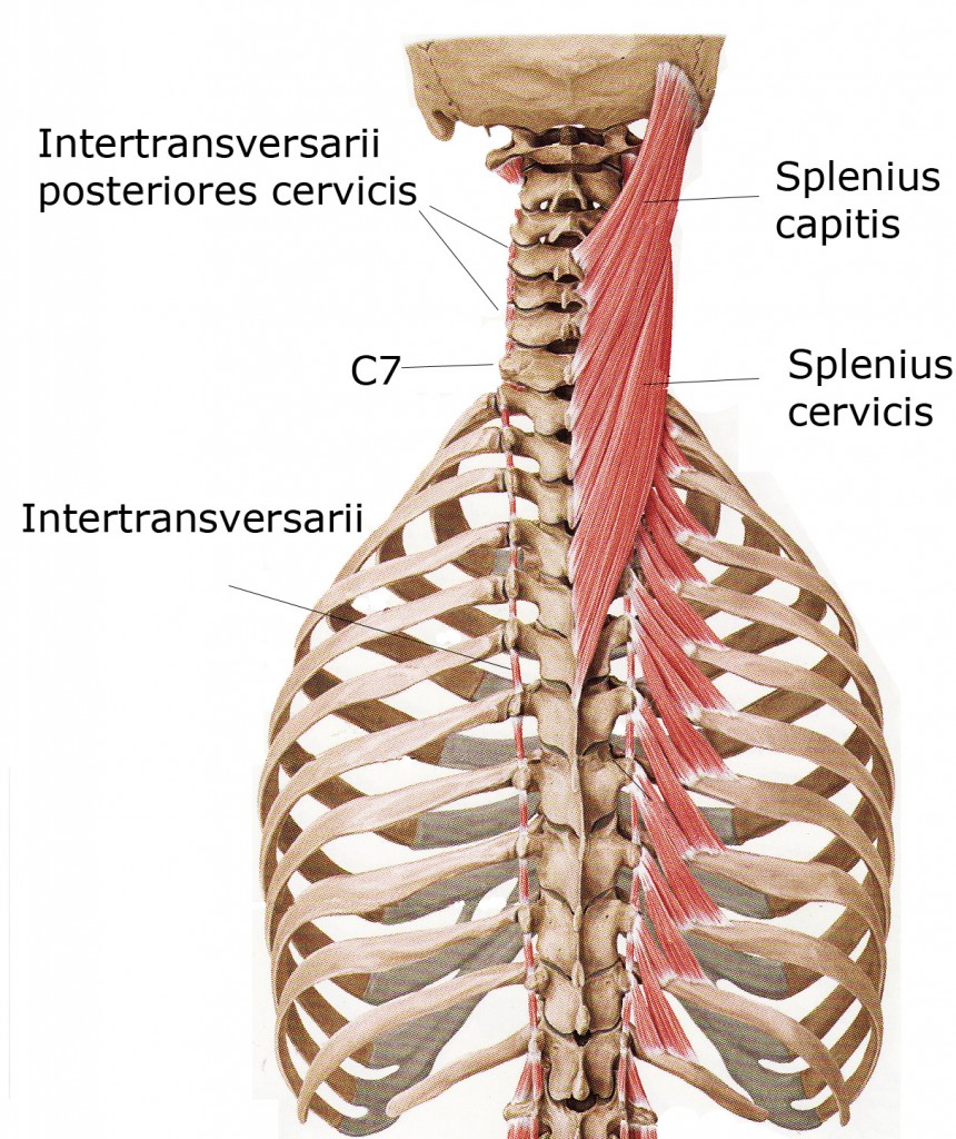 Intertransversarii thoracis - Zone44