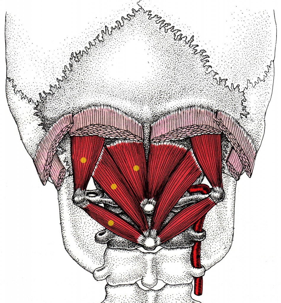 Obliquus_rectus_capitis_post_muskel_trg - Zone44