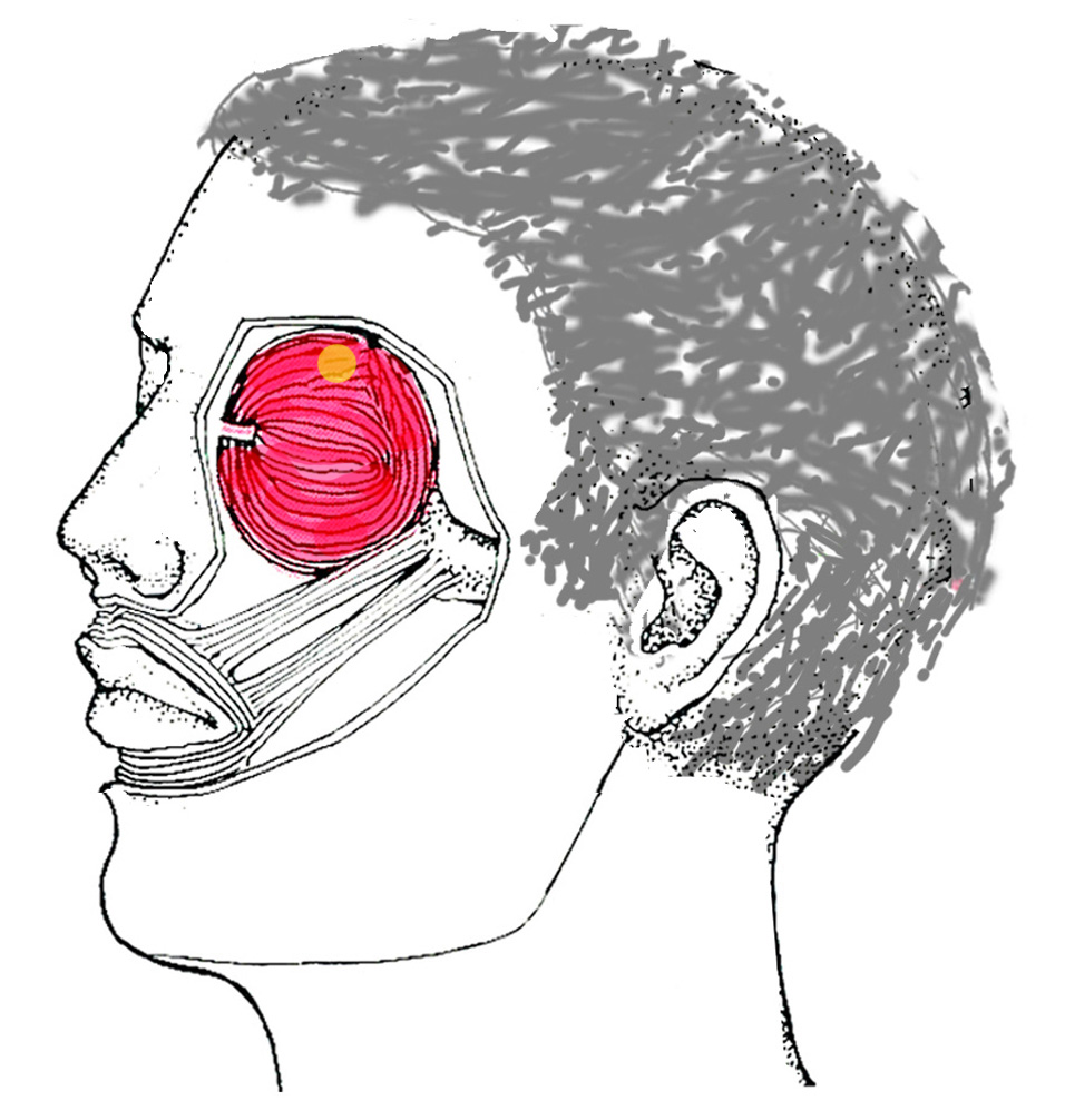 Orbicularis_muskel_trg - Zone44