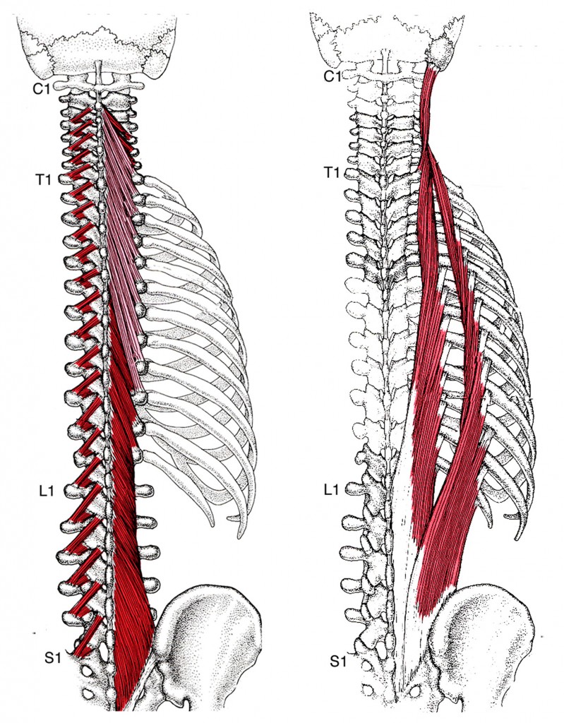 Paraspinale muskler - Zone44