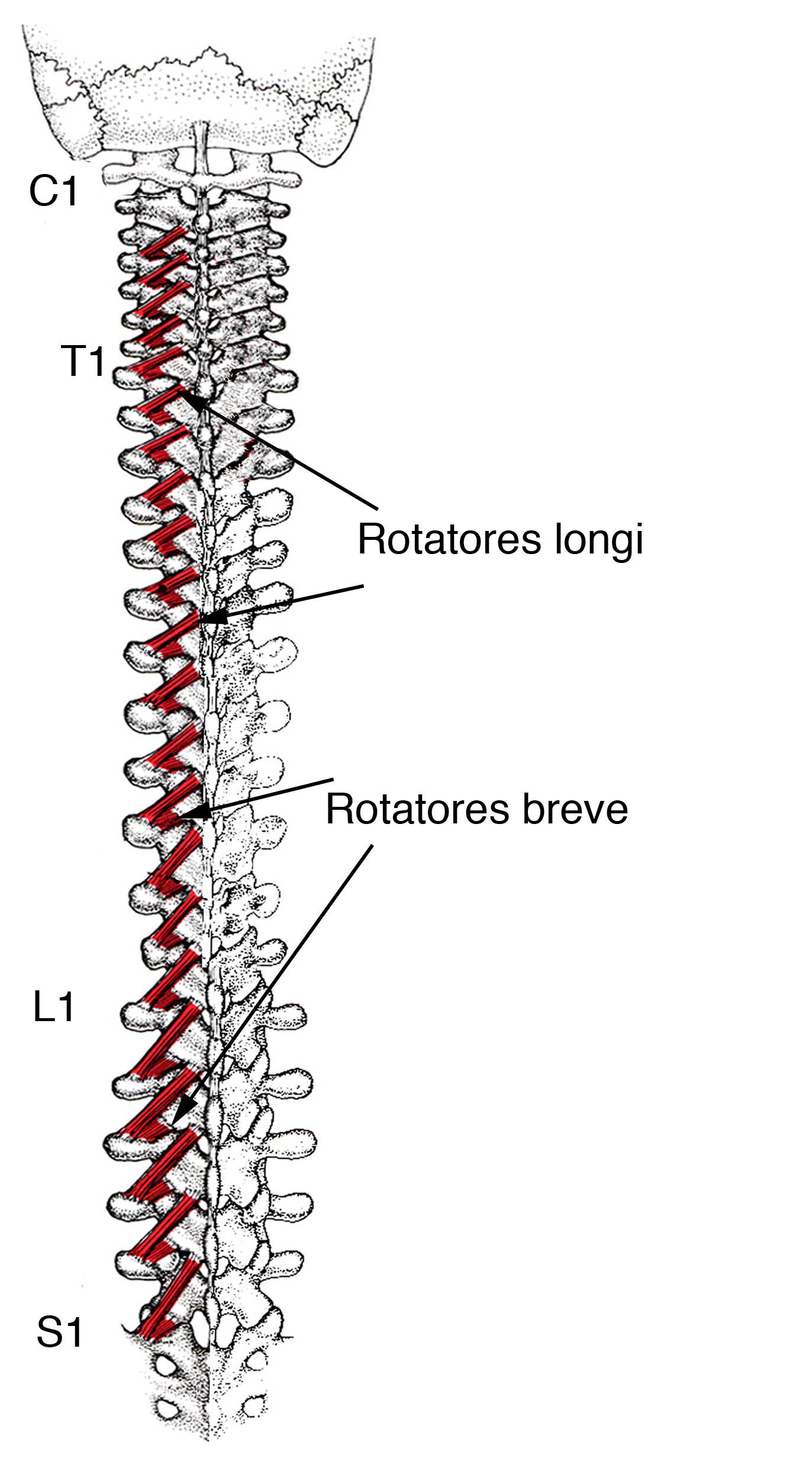 Rotatores_tekst - Zone44