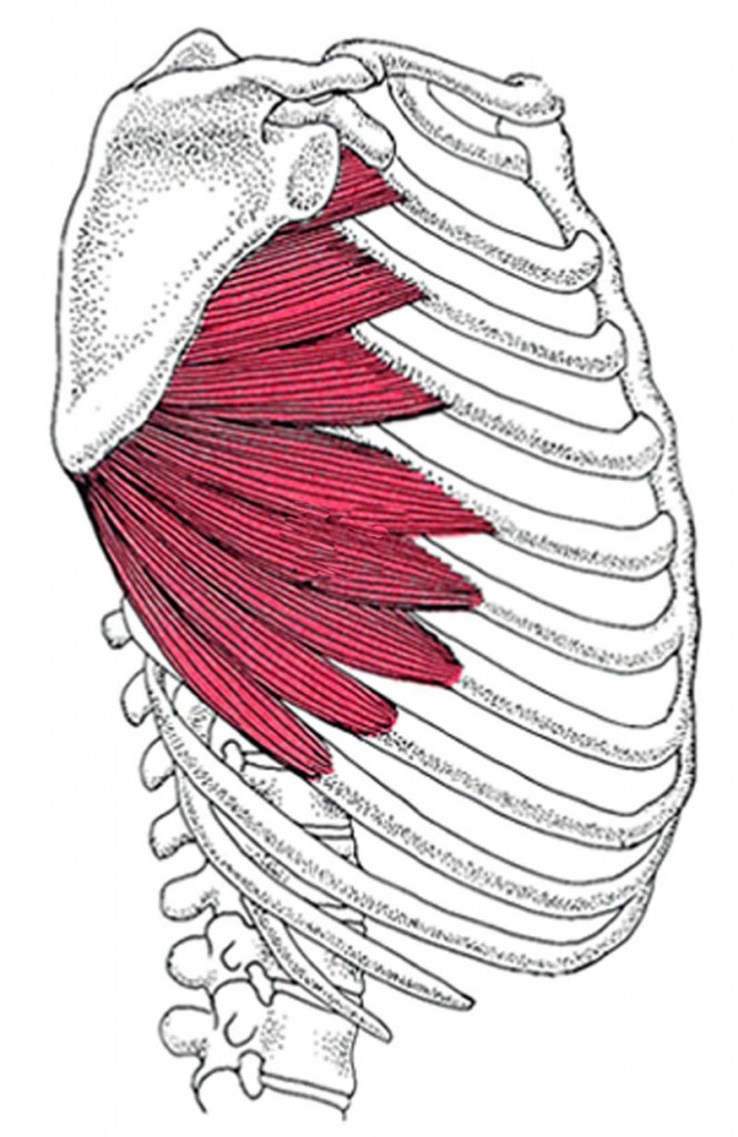 Serratus anterior - zoneterapi