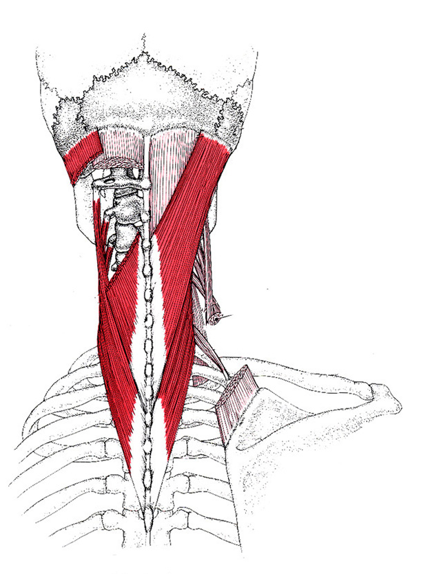 Splenius capitis_cervicis_muskel - Zone44