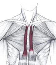 Sternalis_Brystmuskel - Zone44