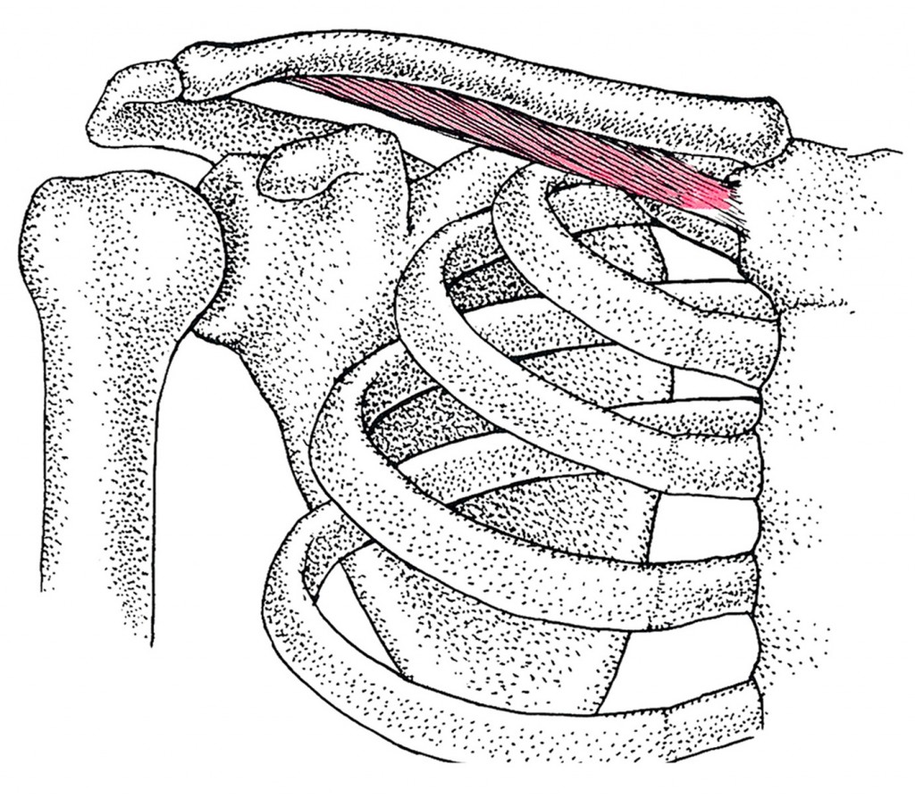 Subclavius_muskel - Zone44